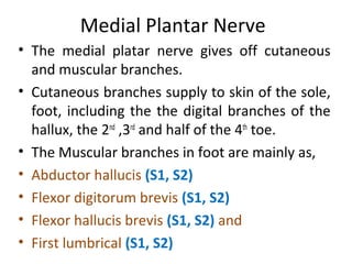 Anatomy of posterior tibial nerve by im | PPT