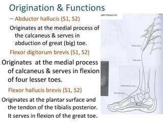 Anatomy of posterior tibial nerve by im | PPT