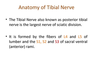 Anatomy of posterior tibial nerve by im | PPT