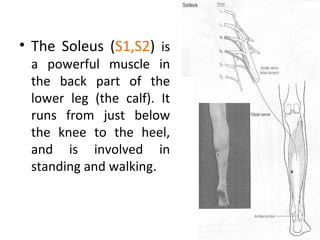 Anatomy of posterior tibial nerve by im | PPT