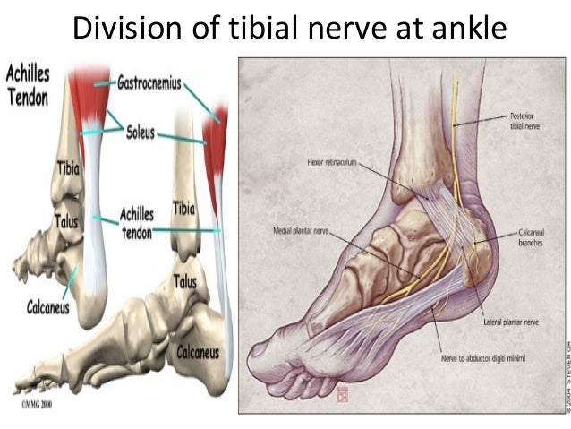 Anatomy of posterior tibial nerve by im