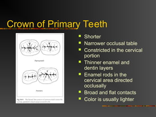 Anatomy of Primary Teeth age group 6mnth to 6.ppt
