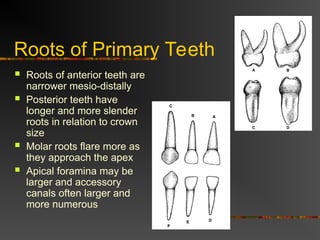 Anatomy of Primary Teeth age group 6mnth to 6.ppt