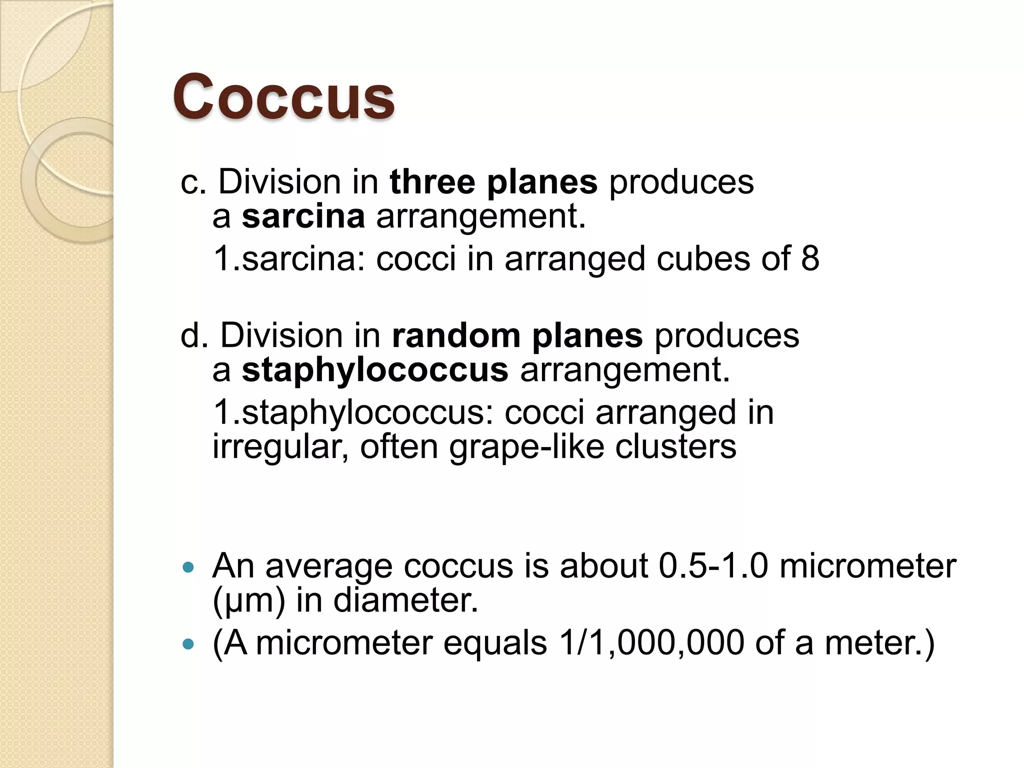 Anatomy of prokaryotic cells | PPTX