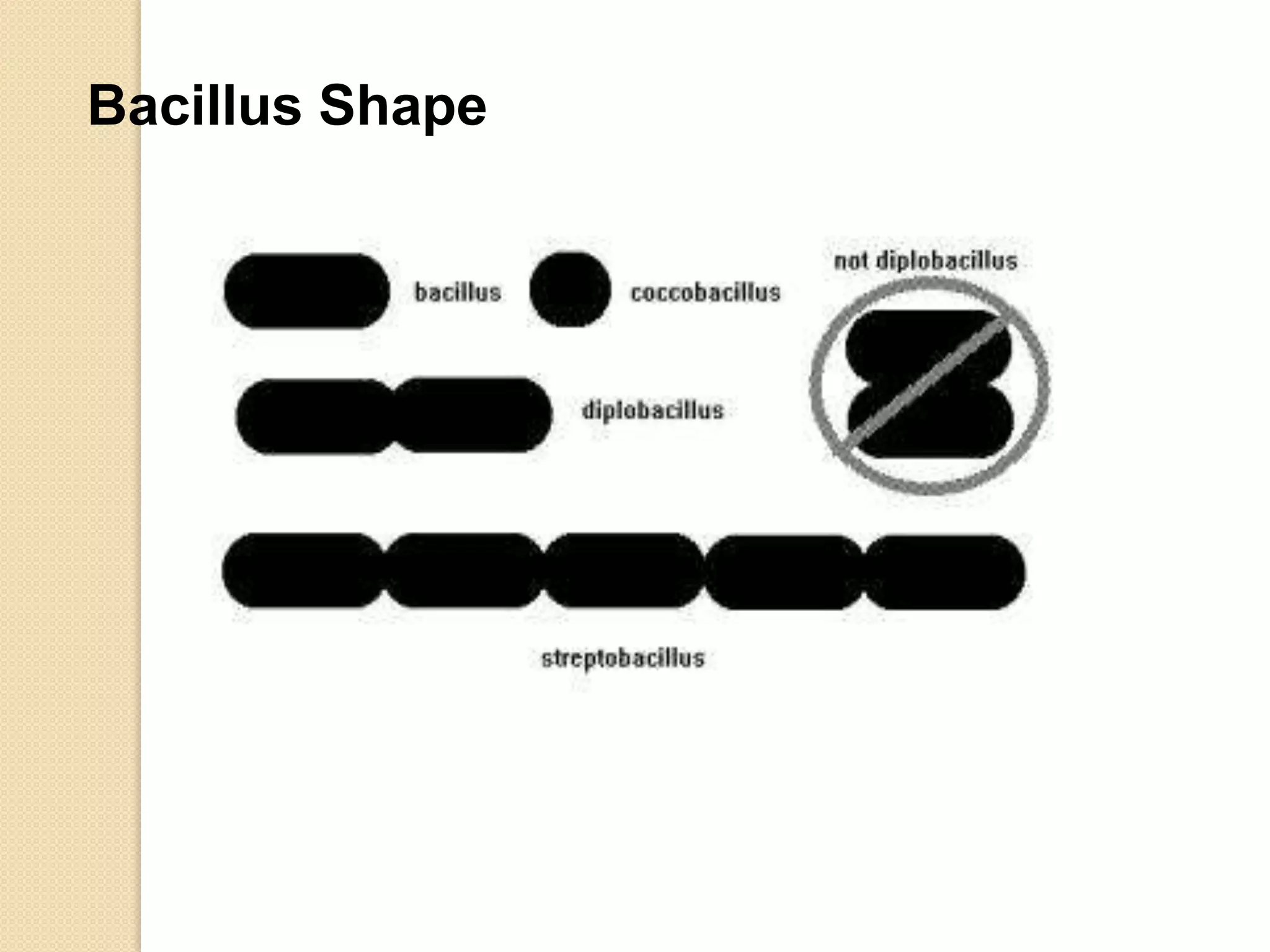 Anatomy of prokaryotic cells | PPTX