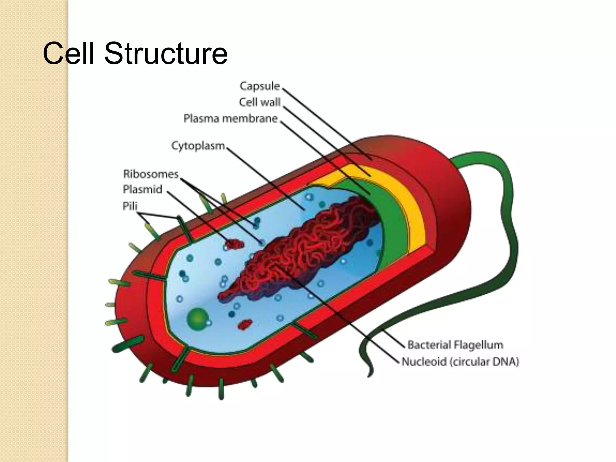 Anatomy of prokaryotic cells | PPTX