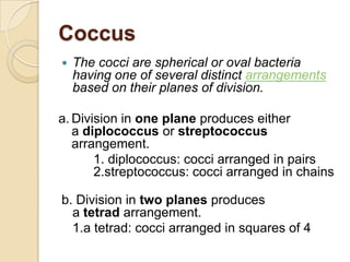 Anatomy of prokaryotic cells | PPTX