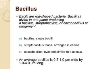 Anatomy of prokaryotic cells | PPTX