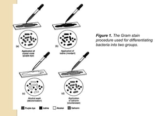 Anatomy of prokaryotic cells | PPTX