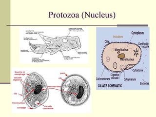 Anatomy Of Protozoan Cell | PPT