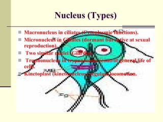 Anatomy Of Protozoan Cell | PPT