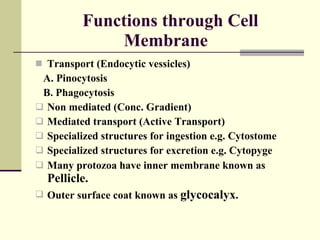 Anatomy Of Protozoan Cell | PPT