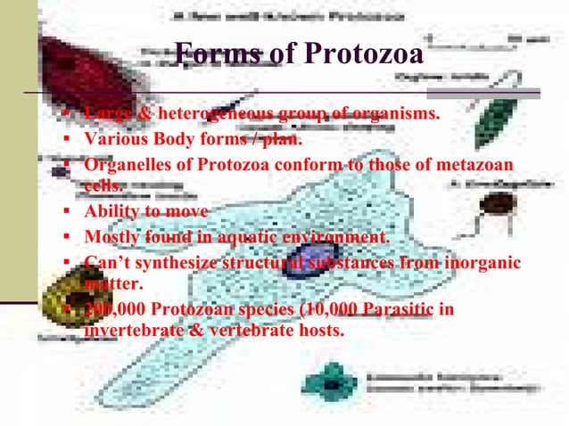 Anatomy Of Protozoan Cell | PPT