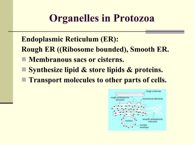Anatomy Of Protozoan Cell | PPT