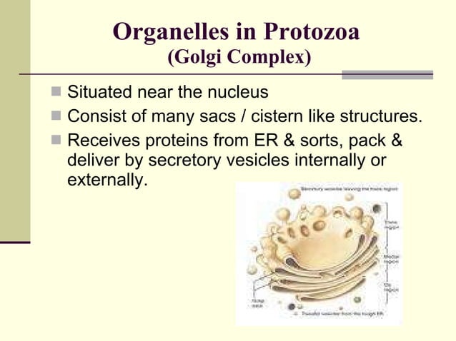 Anatomy Of Protozoan Cell | PPT