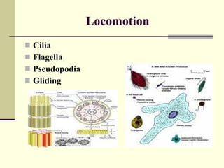 Anatomy Of Protozoan Cell | PPT