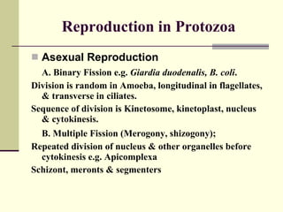 Anatomy Of Protozoan Cell | PPT