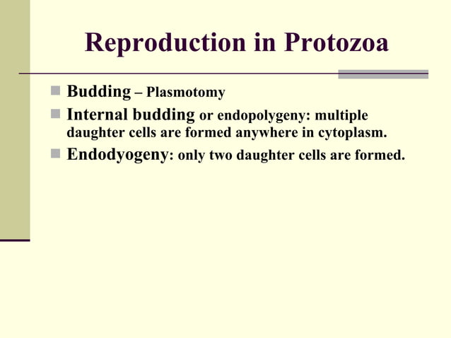 Anatomy Of Protozoan Cell | PPT