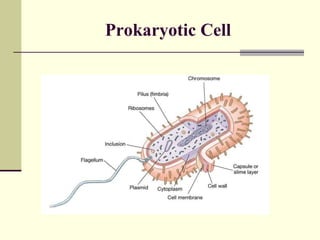 Anatomy Of Protozoan Cell | PPT