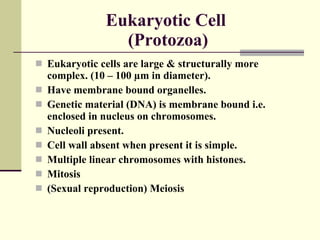 Anatomy Of Protozoan Cell | PPT