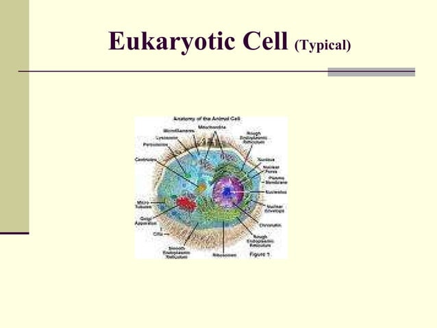 Anatomy Of Protozoan Cell | PPT