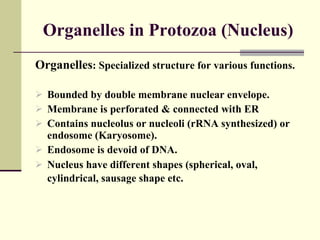 Anatomy Of Protozoan Cell | PPT