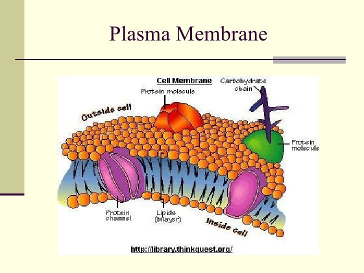 Anatomy Of Protozoan Cell