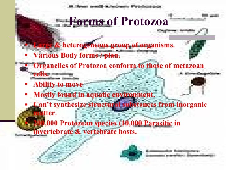 Anatomy Of Protozoan Cell