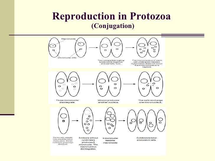 Anatomy Of Protozoan Cell