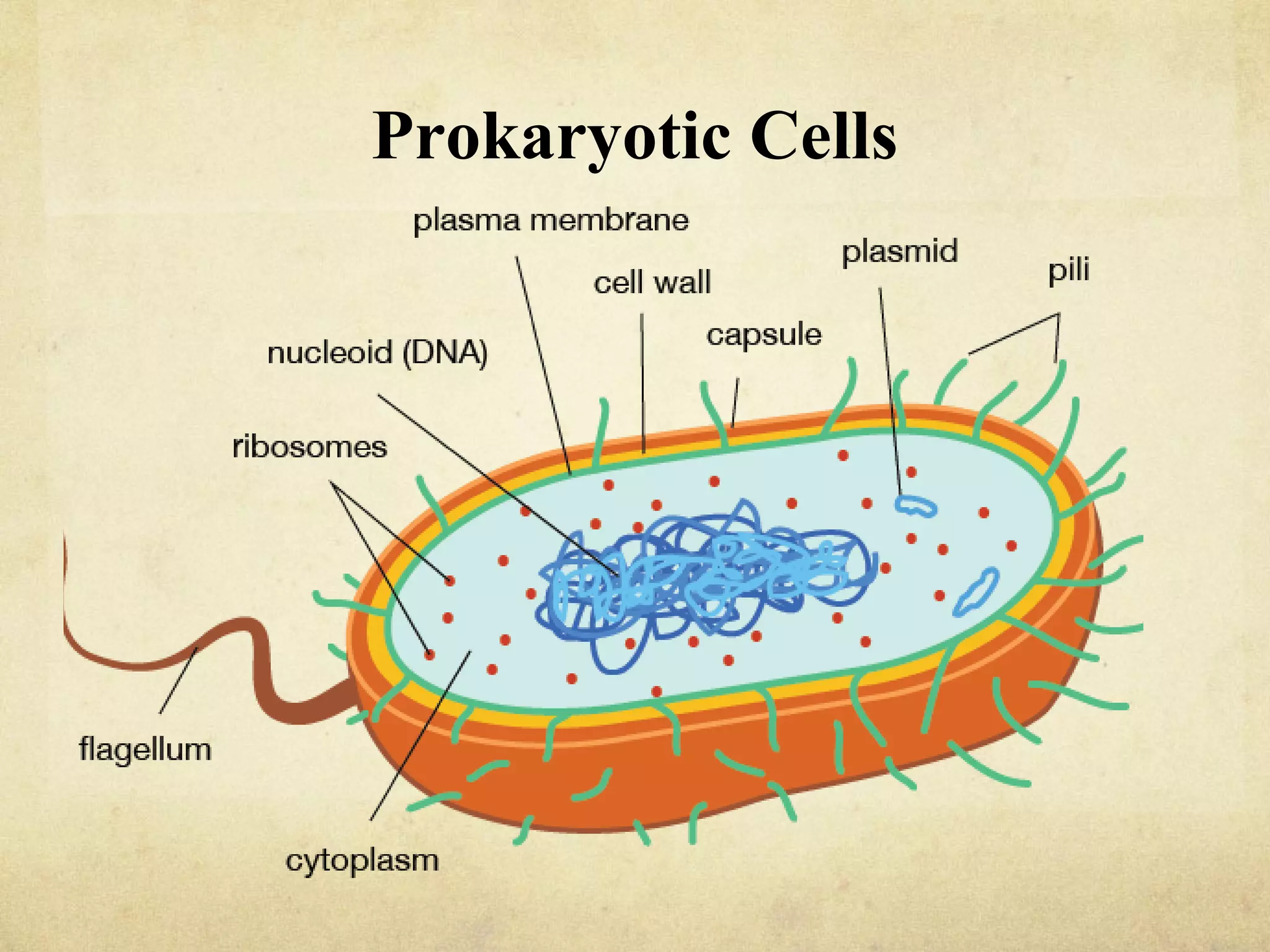 Anatomy of protozoans | PPT