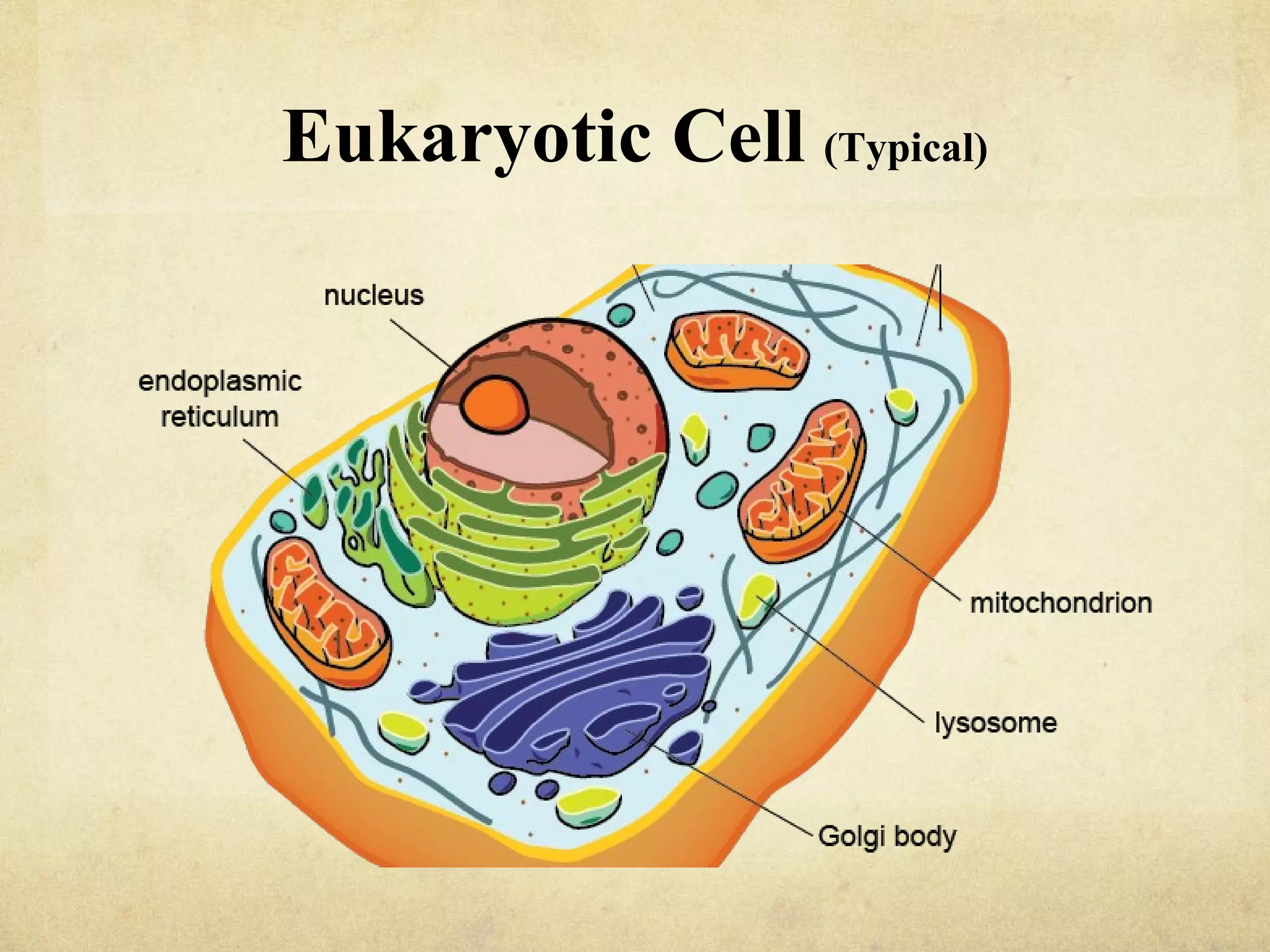 Anatomy of protozoans | PPT