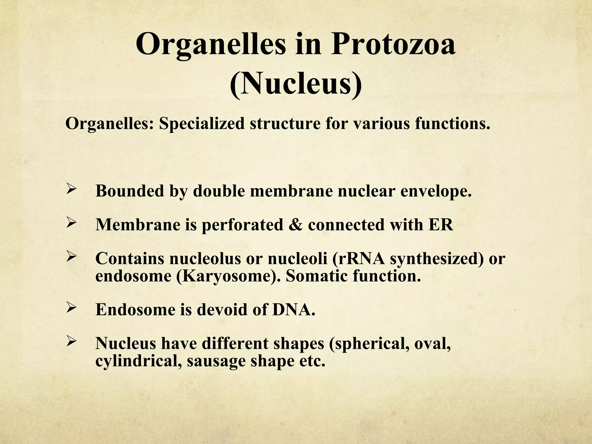 Anatomy of protozoans | PPT