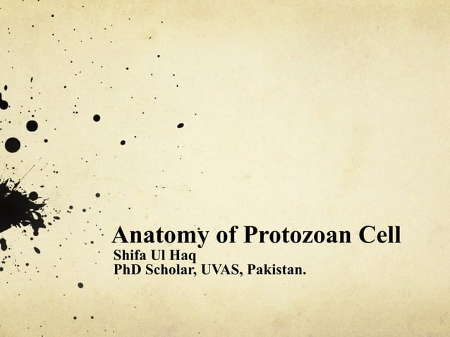 Anatomy of protozoans | PPT | Biological Sciences | Science