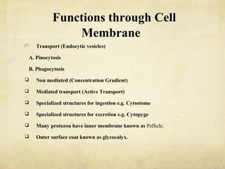 Anatomy of protozoans | PPT