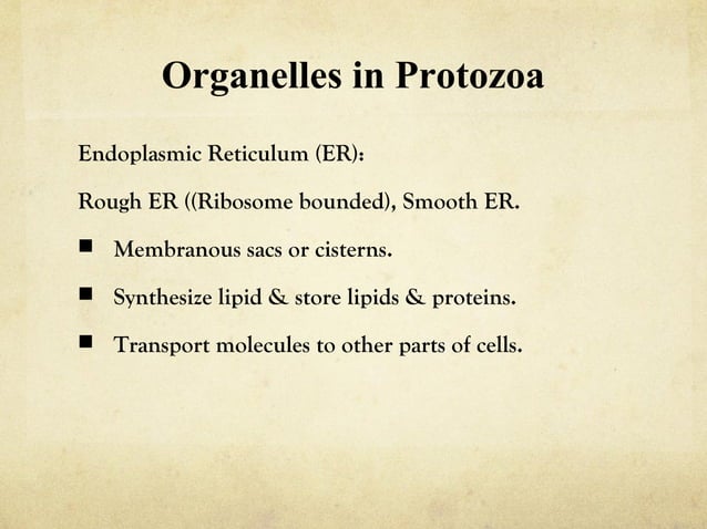Anatomy of protozoans | PPT | Biological Sciences | Science