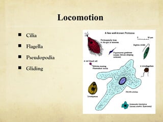 Anatomy of protozoans | PPT