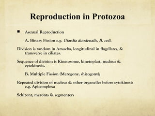 Anatomy of protozoans | PPT