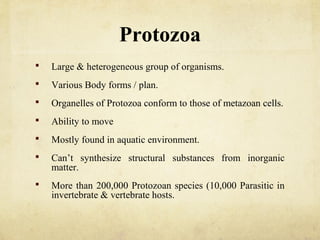 Anatomy of protozoans | PPT