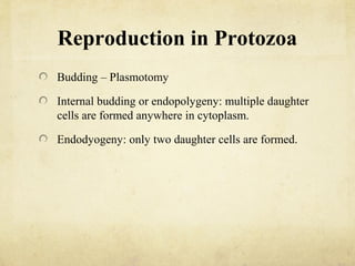 Anatomy of protozoans | PPT