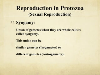 Anatomy of protozoans | PPT