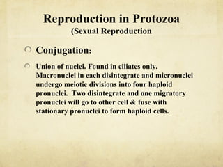Anatomy of protozoans | PPT