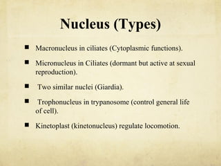 Anatomy of protozoans | PPT