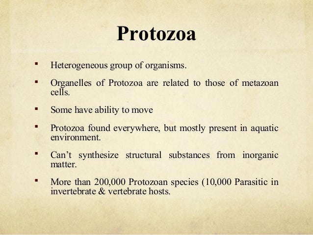 Anatomy of protozoans