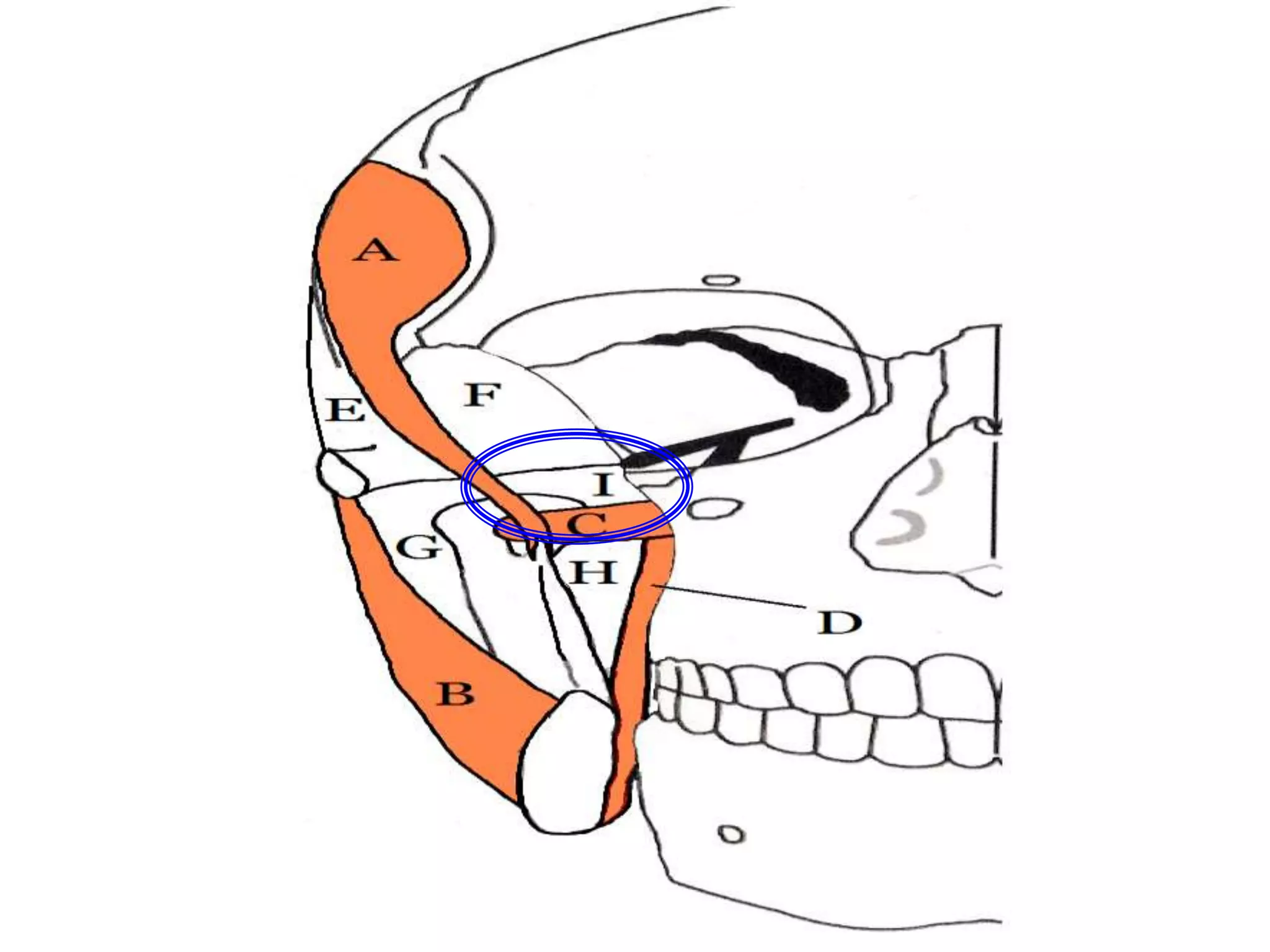 Anatomy of pterygopalatine fossa, infra temporal space | PPTX