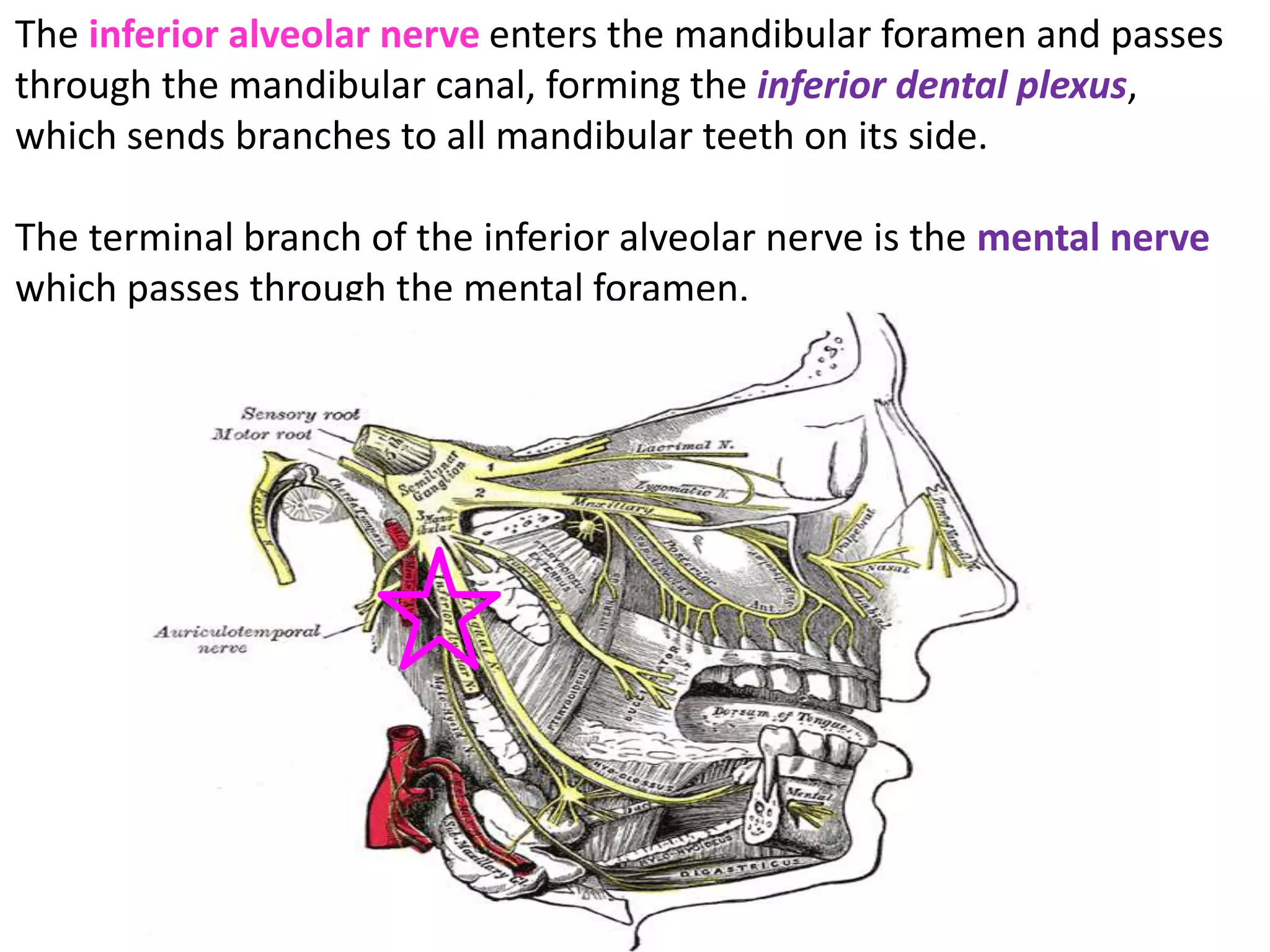 Anatomy of pterygopalatine fossa, infra temporal space | PPTX