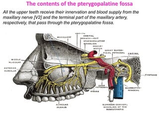 Infratemporal Fossa Contents Mnemonic