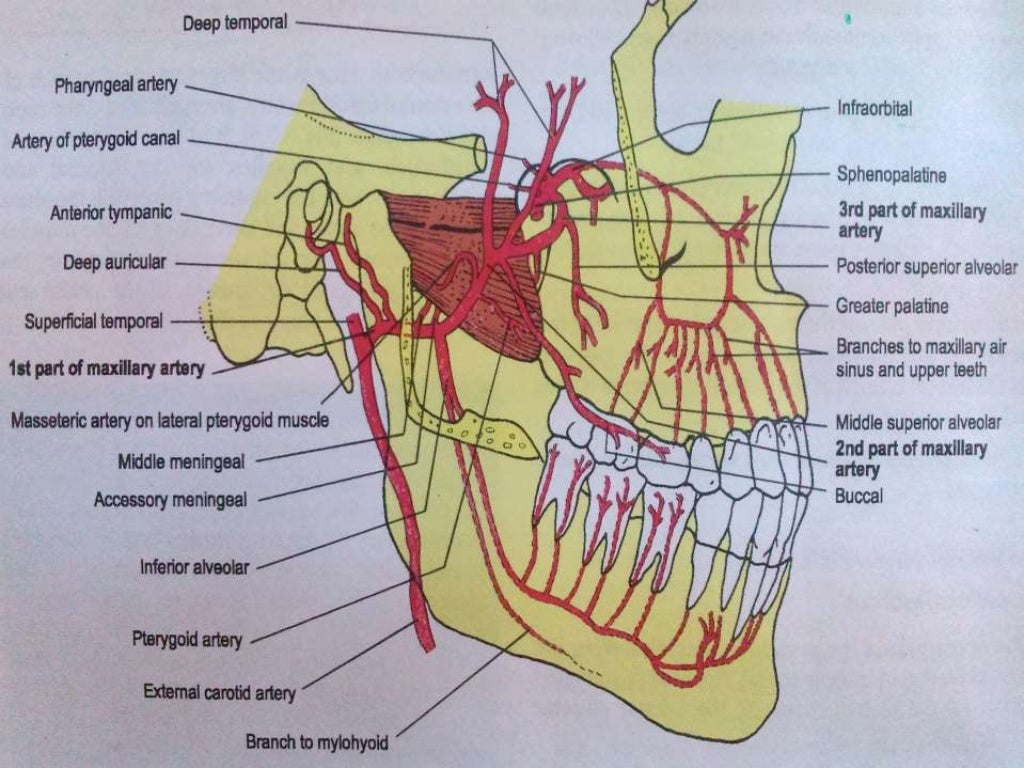 Anatomy of pterygopalatine fossa, infra temporal space