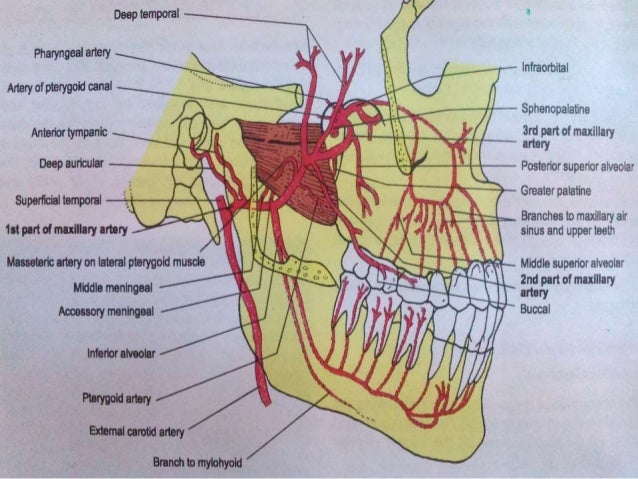 Sphenopalatine Artery Code – Tout savoir sur l’artère sphénopalatine et ...
