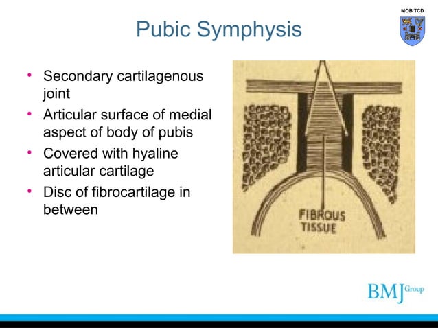 Anatomy of pubic symphysis and sacroiliac joint (www.Am-medicine.com) | PPT