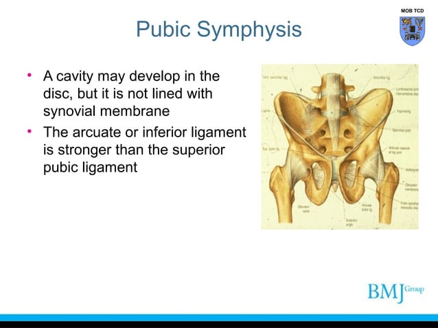 Anatomy of pubic symphysis and sacroiliac joint (www.Am-medicine.com) | PPT
